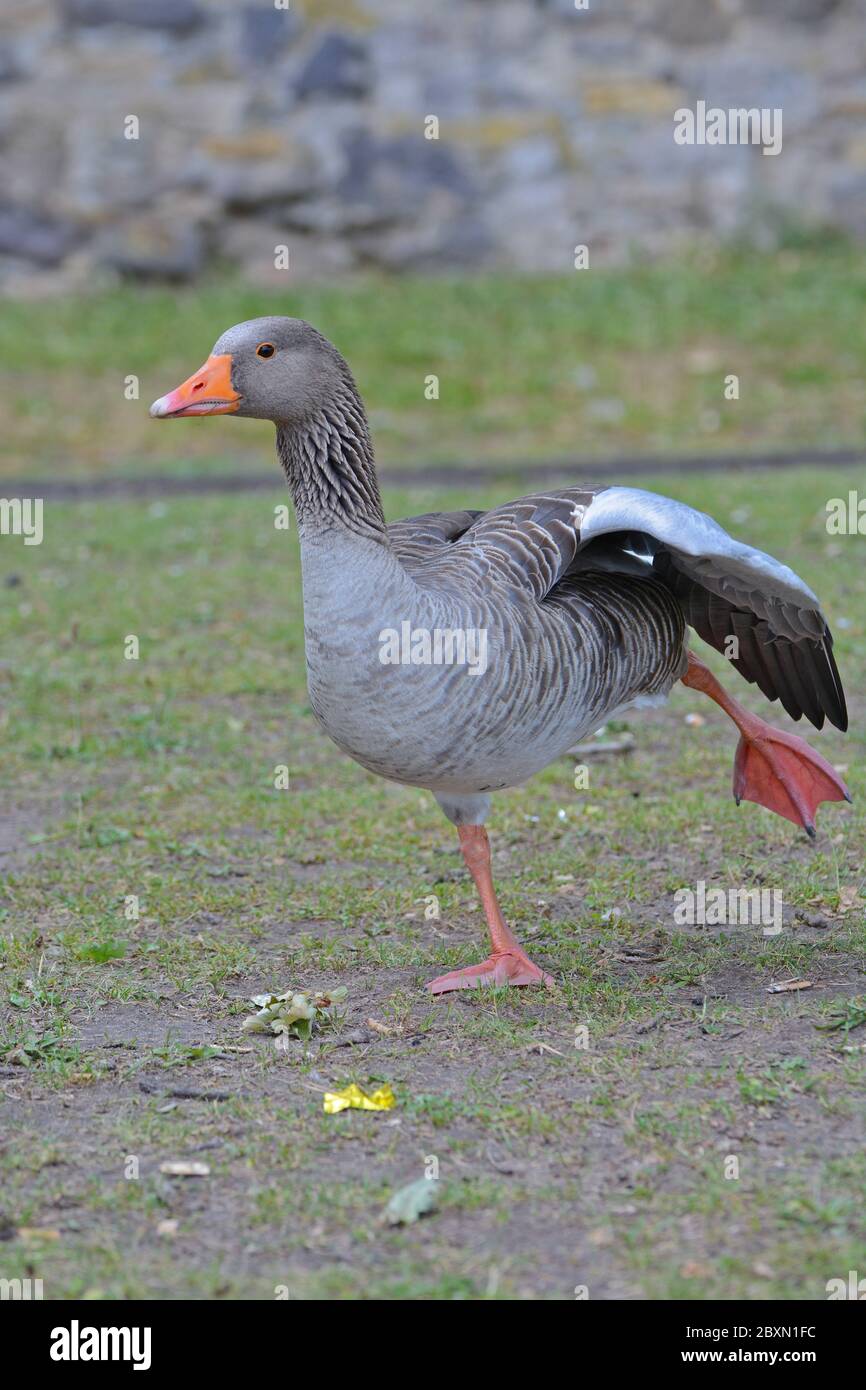 A Greylag goose standing and stretching her leg Stock Photo - Alamy