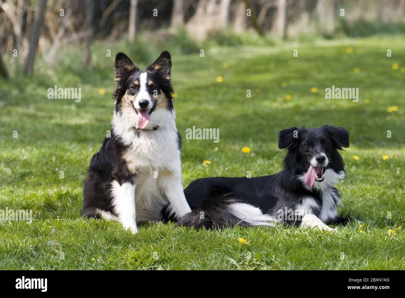 Black Lab Australian Shepherd Collie Mix