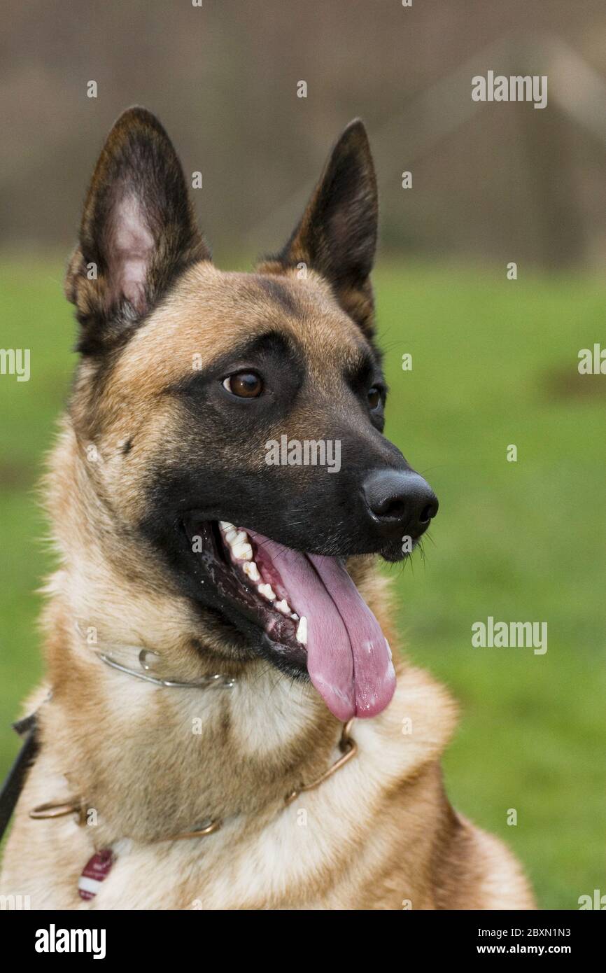 Herding dog germany hi-res stock photography and images - Alamy