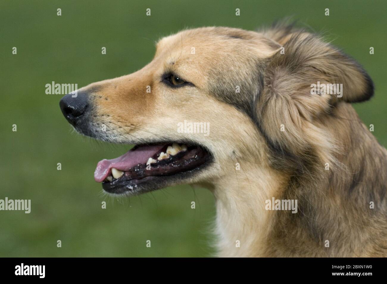 Half breed hi-res stock photography and images - Alamy