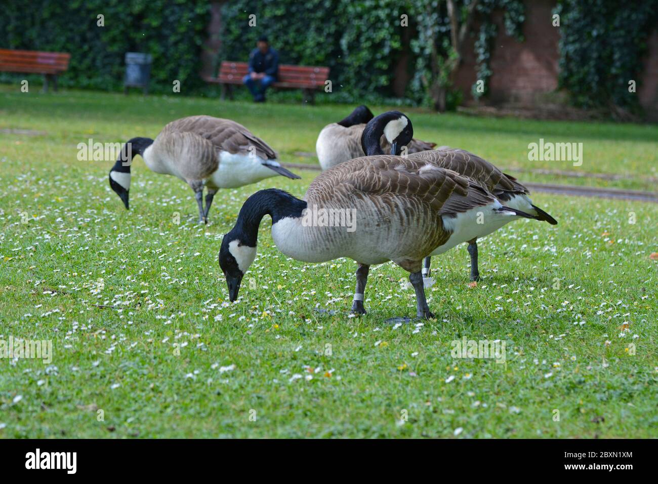 Canada geese eating grass hi-res stock photography and images - Alamy