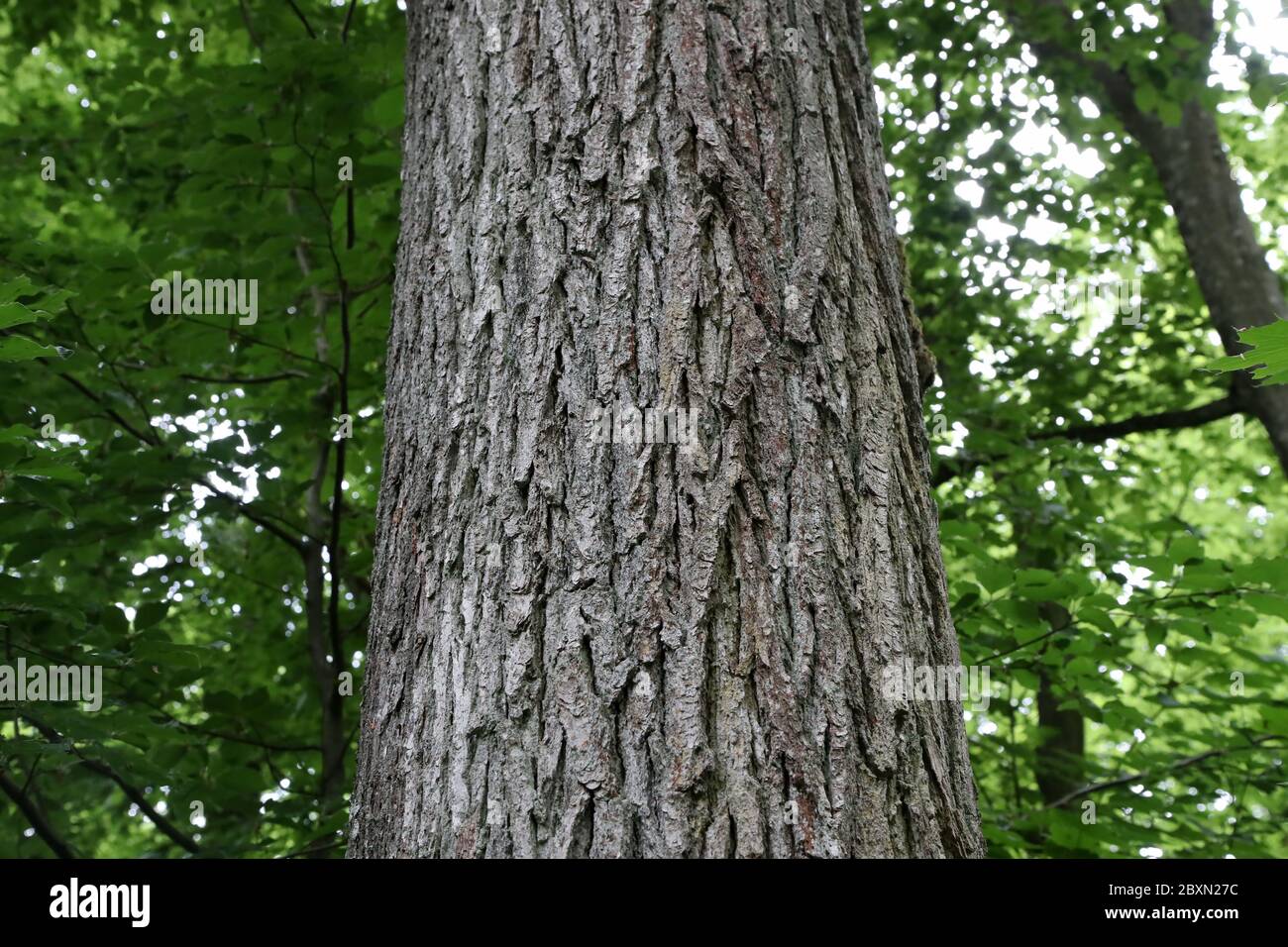 Tree trunk on a green forest background Stock Photo - Alamy