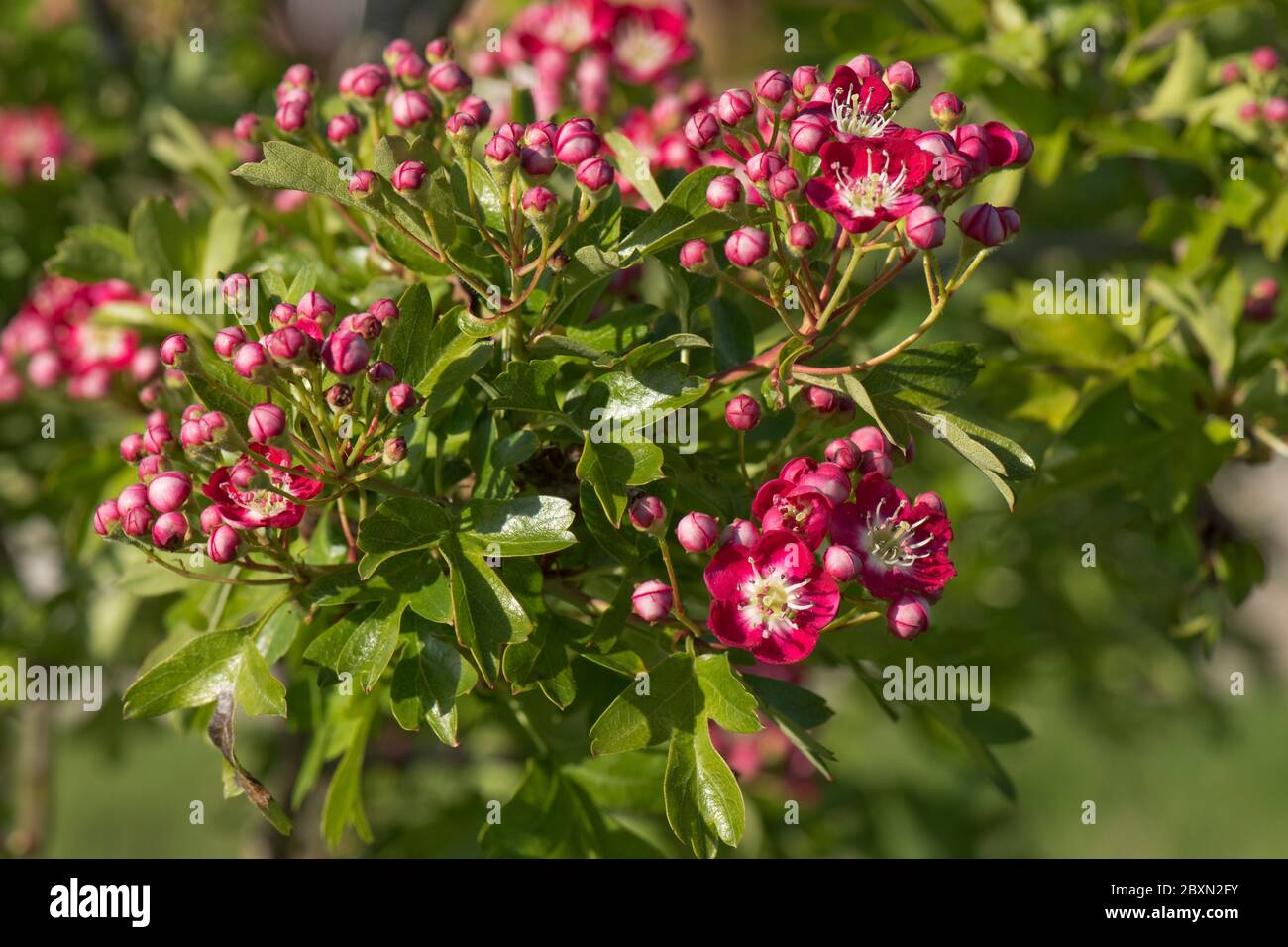 Hawthorn crimson cloud hi-res stock photography and images - Alamy