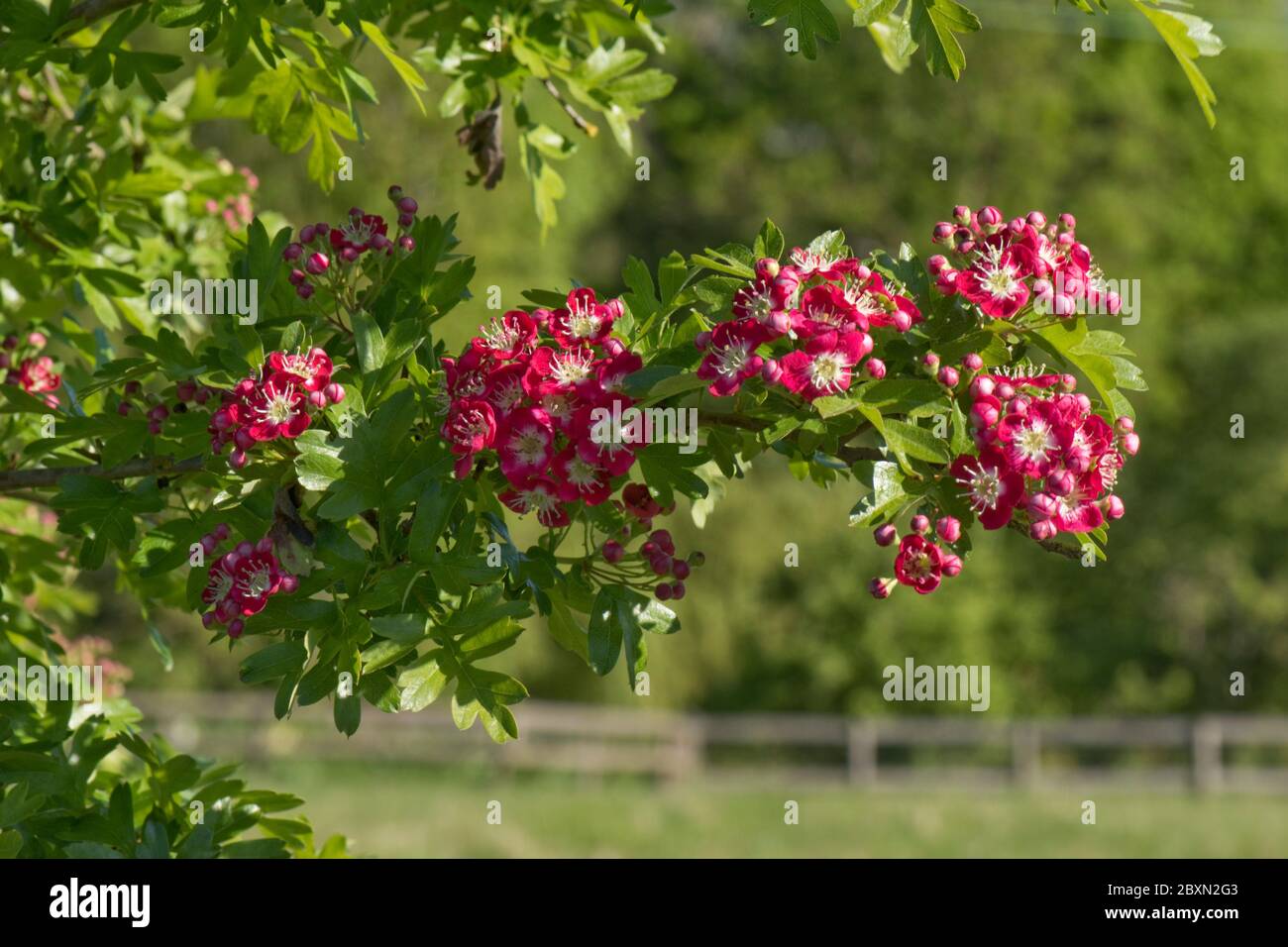 Hawthorn crimson cloud hi-res stock photography and images - Alamy