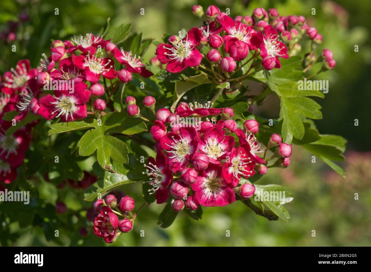 Hawthorn crimson cloud hi-res stock photography and images - Alamy
