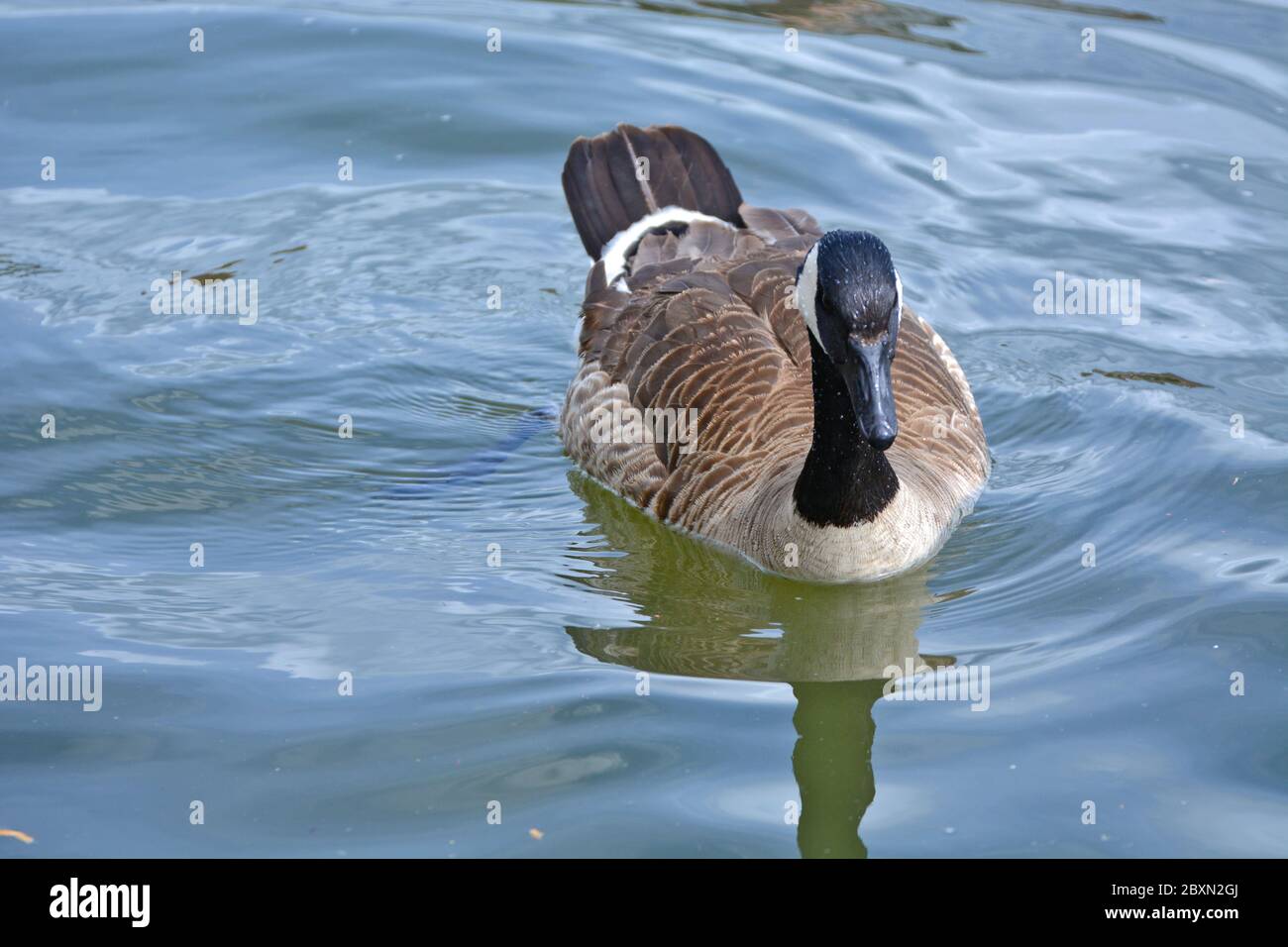 Goose in the river hi-res stock photography and images - Alamy