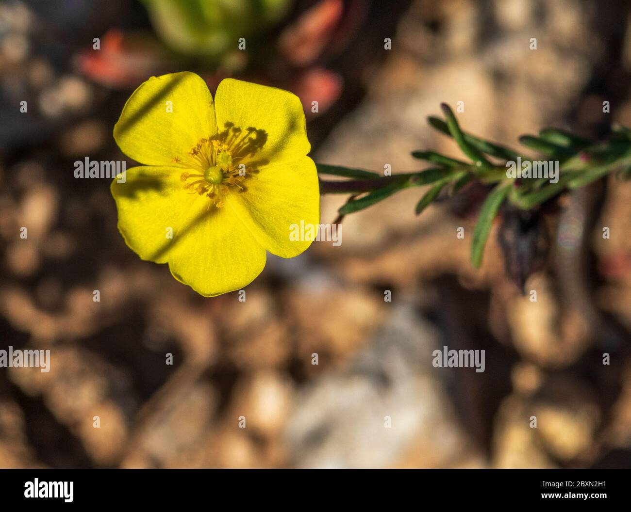Yellow needle hi-res stock photography and images - Alamy