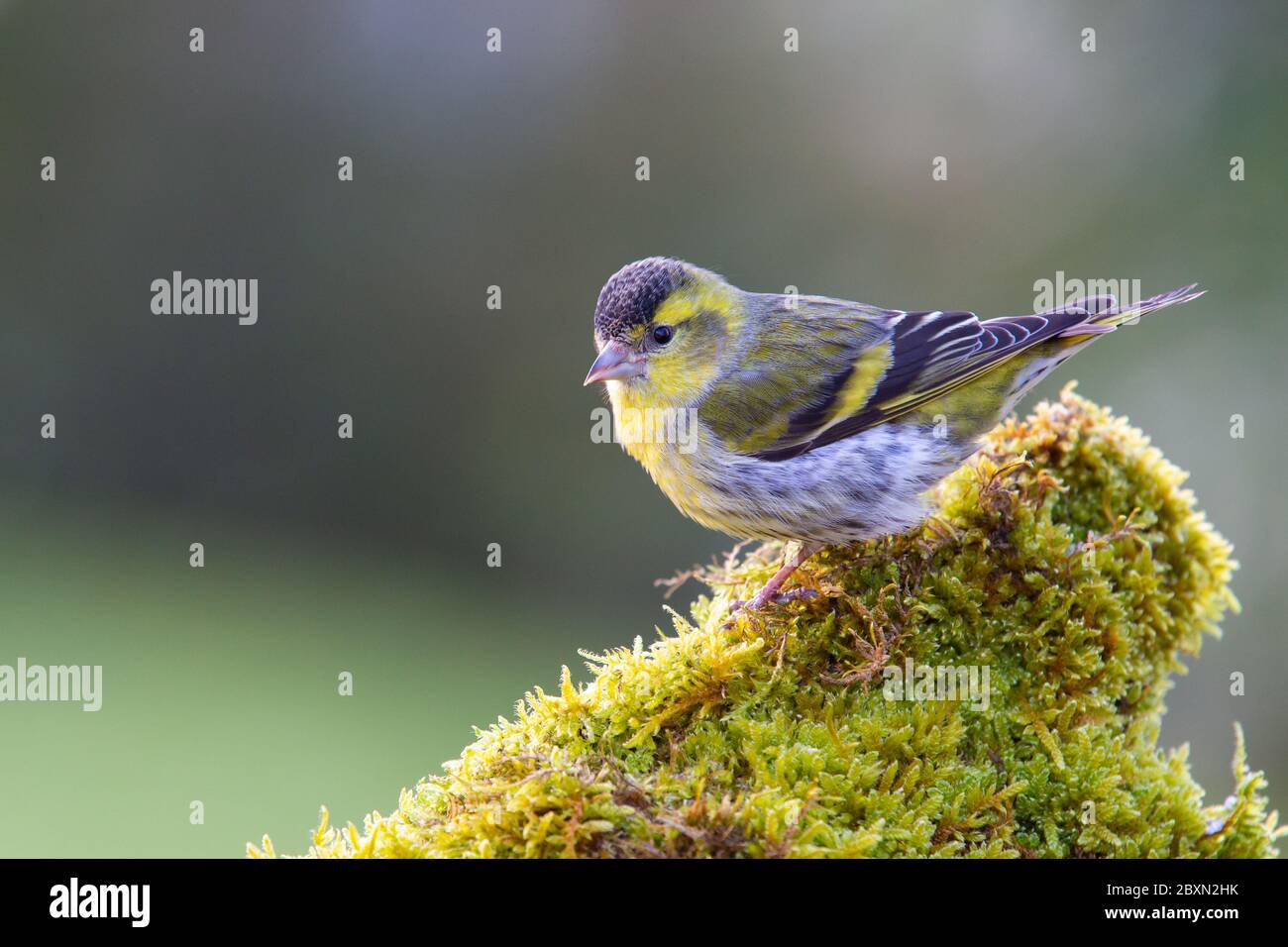 Siskin, male [ Spinus spinus ] on mossy stump Stock Photo - Alamy