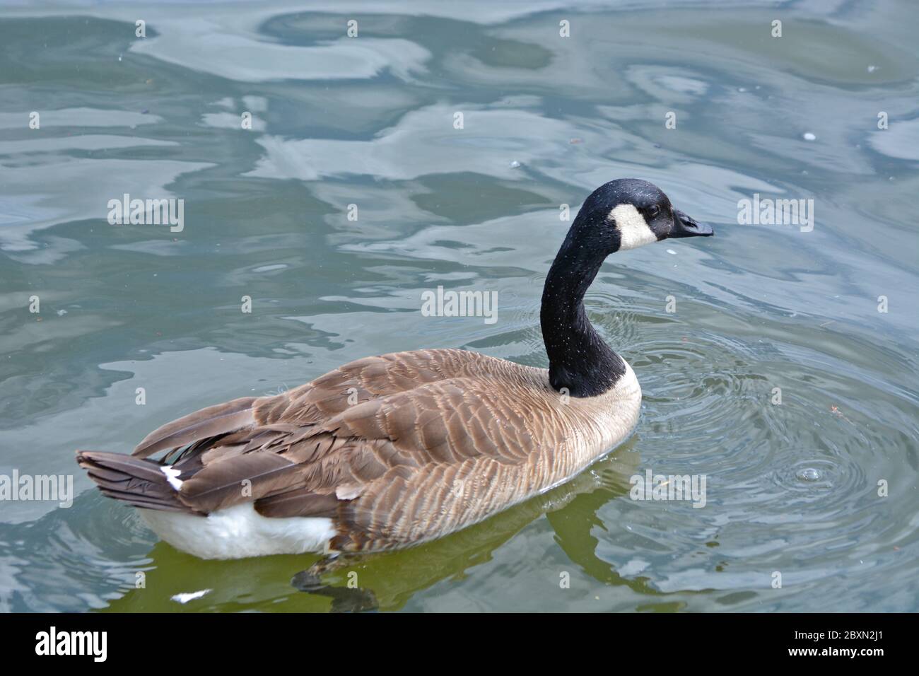 Goose in the river hi-res stock photography and images - Alamy