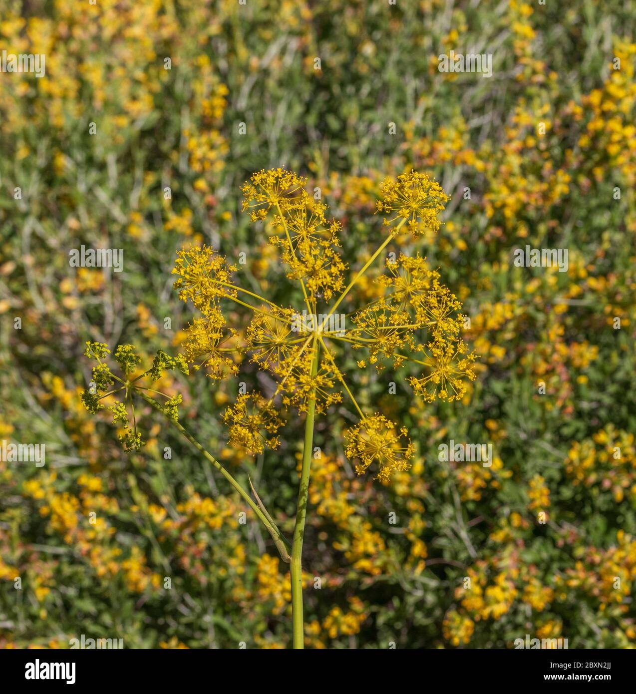 Villous deadly carrot thapsia villosa hi-res stock photography and ...