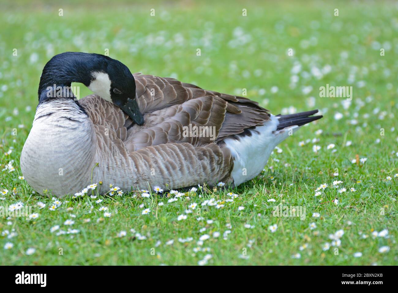 A Canada Goose sitting and resting on grass Stock Photo - Alamy