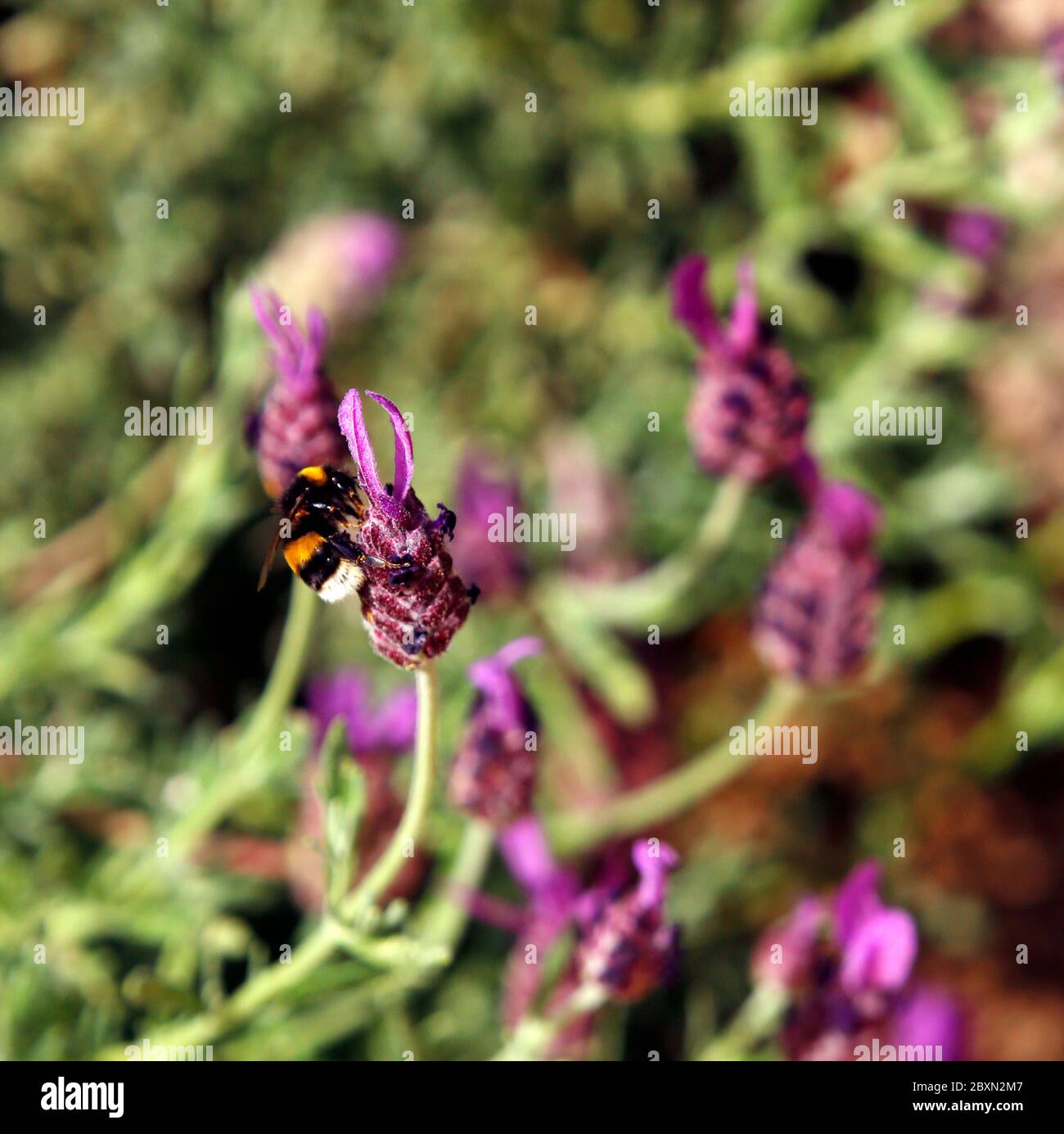 Bumble Bee pollinating Lavender Stock Photo - Alamy