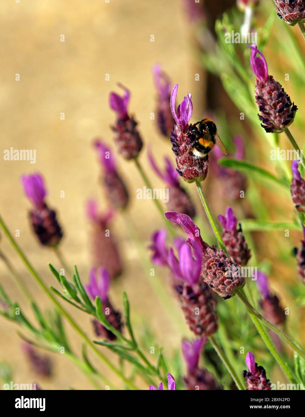 Bumble Bee pollinating Lavender Stock Photo - Alamy