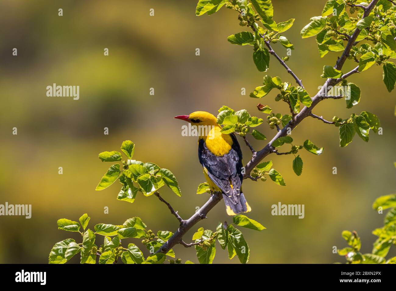 Oriolus oriolus, Golden Oriole Bird Perching in a White Mulberry Tree ...