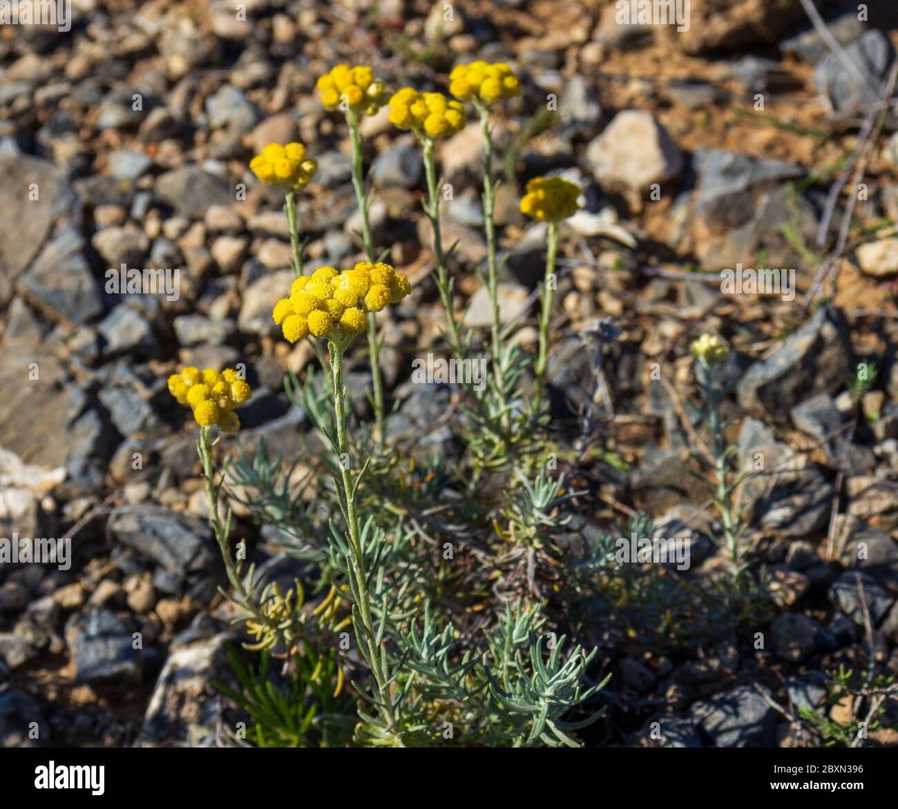 Helichrysum stoechas, Shrubby everlasting Flower Stock Photo - Alamy