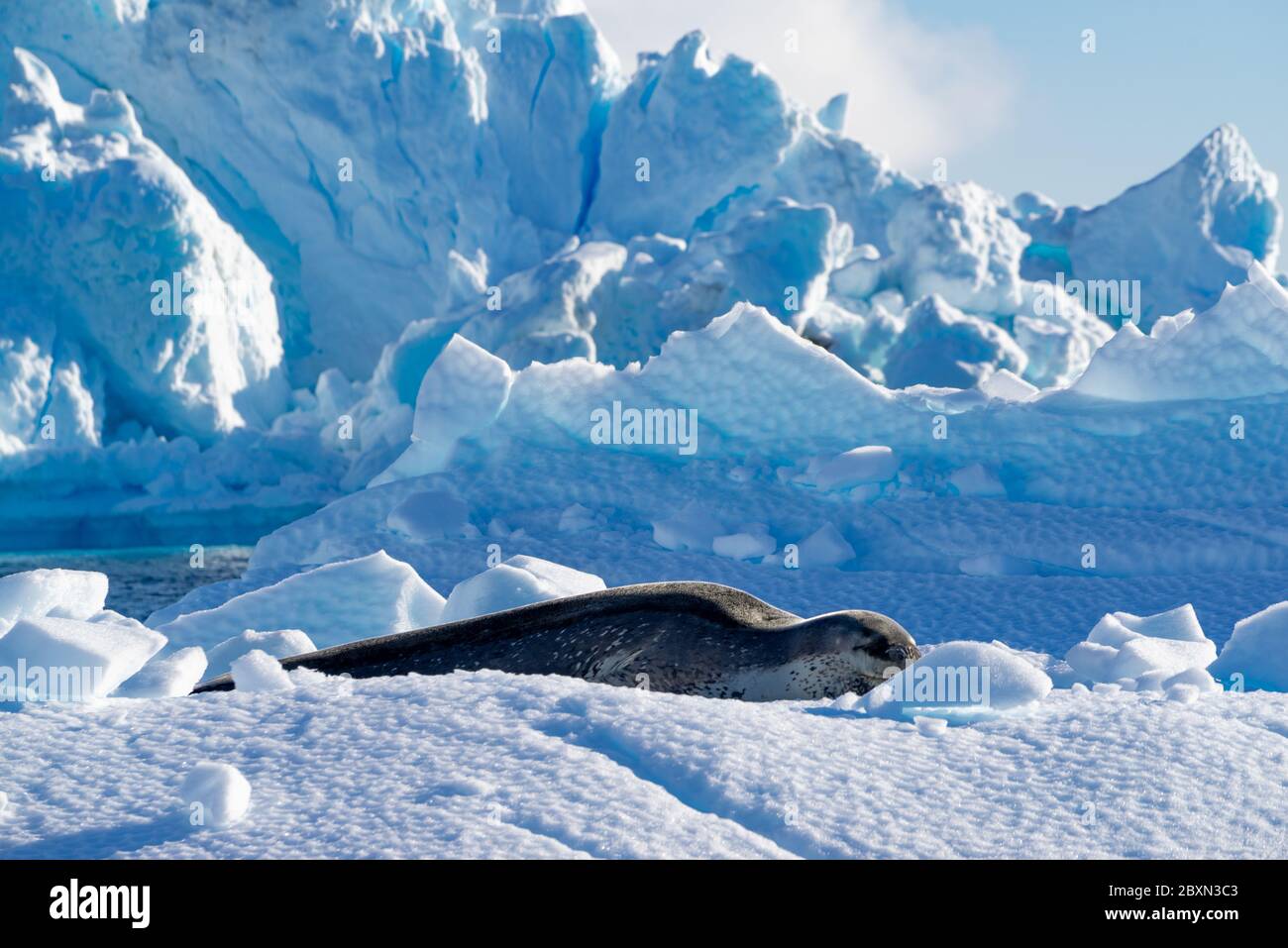 Leopard seal lying on an iceberg in Antarctica Stock Photo - Alamy