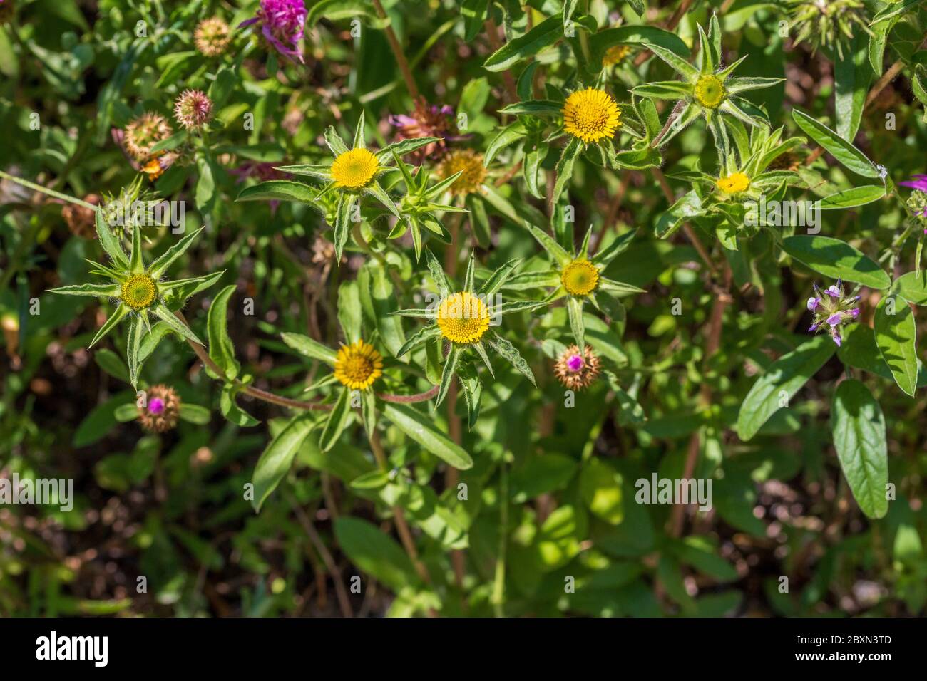 Spiny fleabane hi-res stock photography and images - Alamy