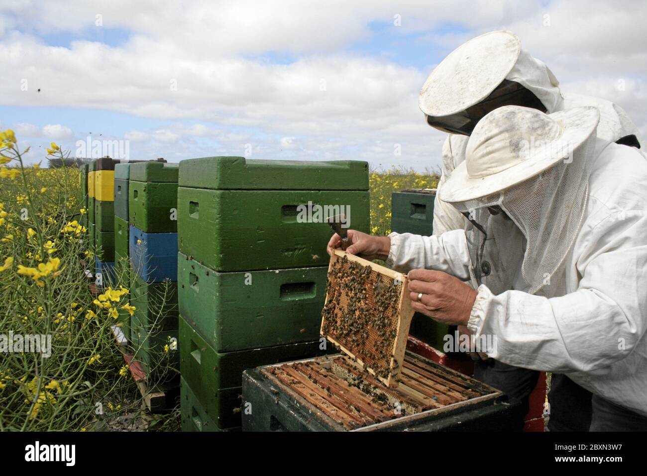 Beekeeper at work, Northern Germany Stock Photo - Alamy