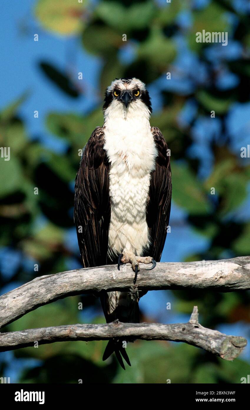 Australian ospreys hi-res stock photography and images - Alamy