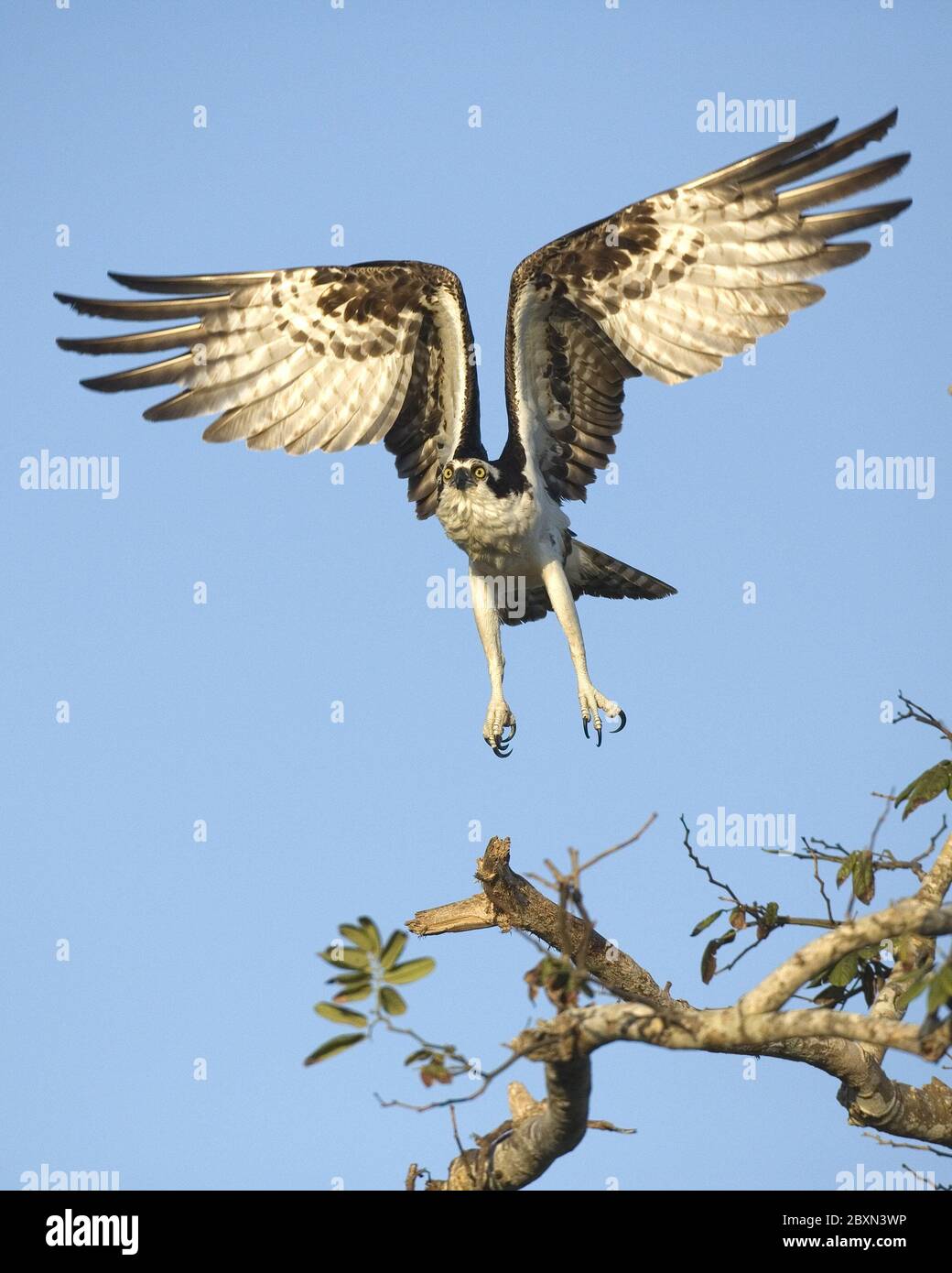 Australian fish eagle hi-res stock photography and images - Alamy