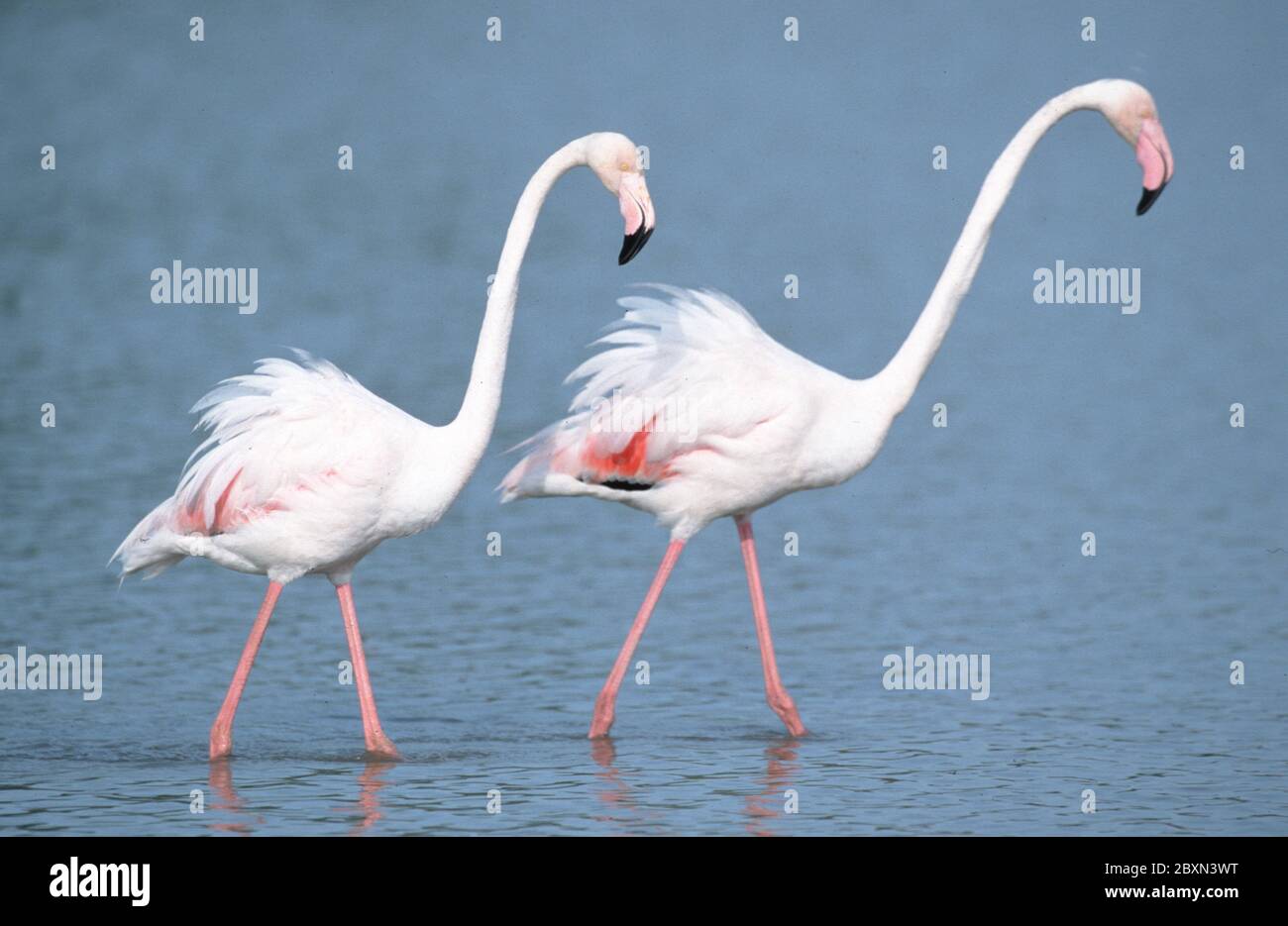 Phoenicopterus roseus hi-res stock photography and images - Alamy