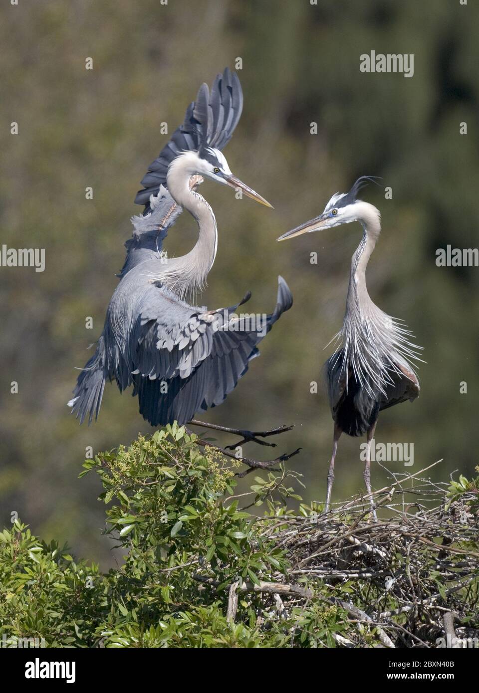 ardea herodias , great blue heron, blue crane, Florida, USA Stock Photo ...