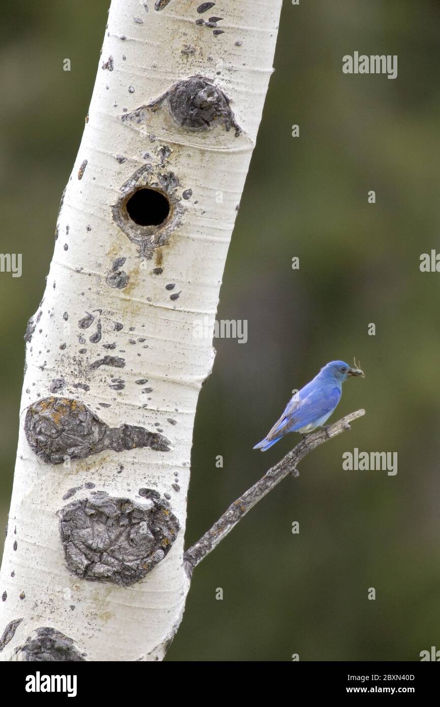 North american bluebirds hi-res stock photography and images - Alamy