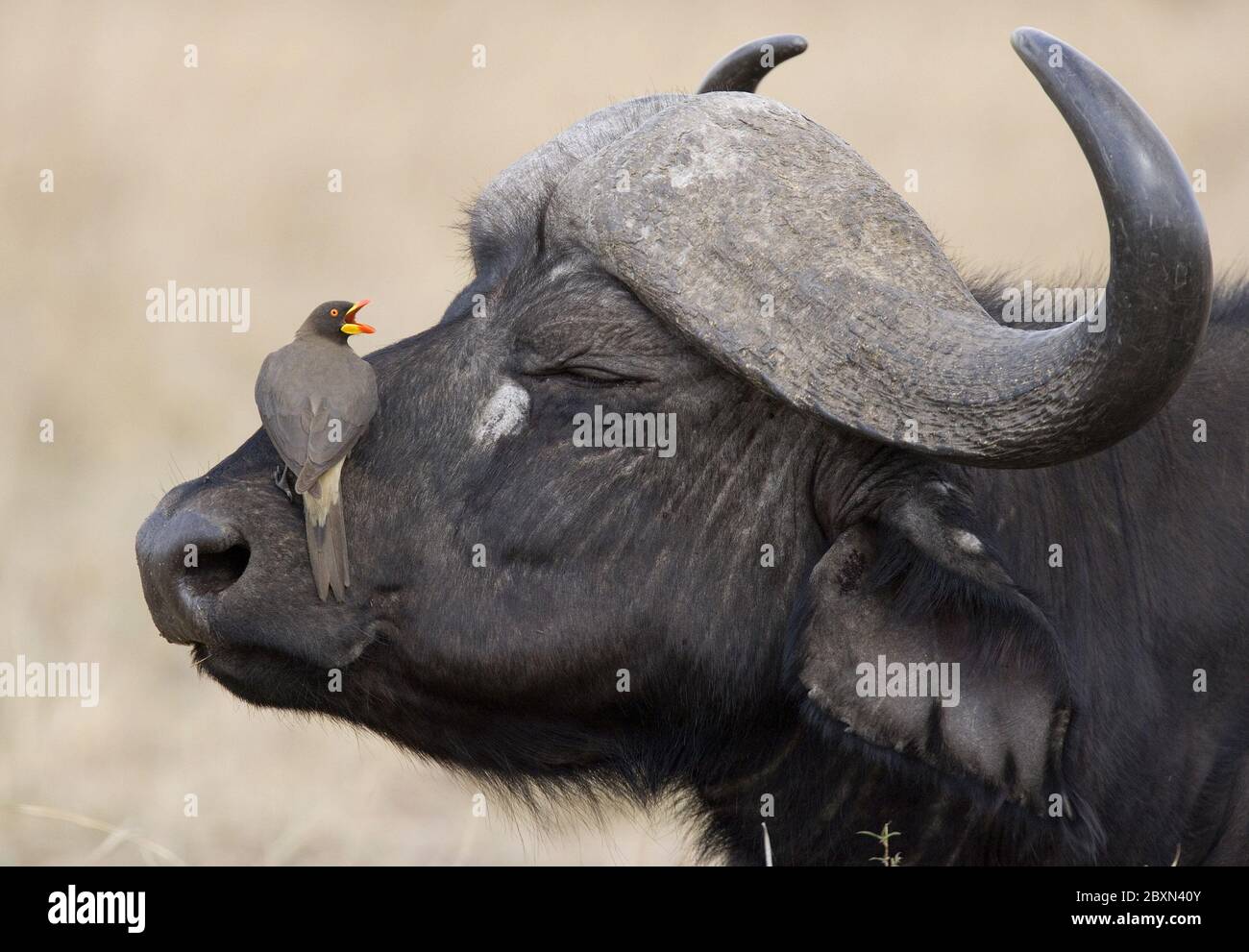 buphagus africanus, yellow-billed oxpecker Stock Photo - Alamy