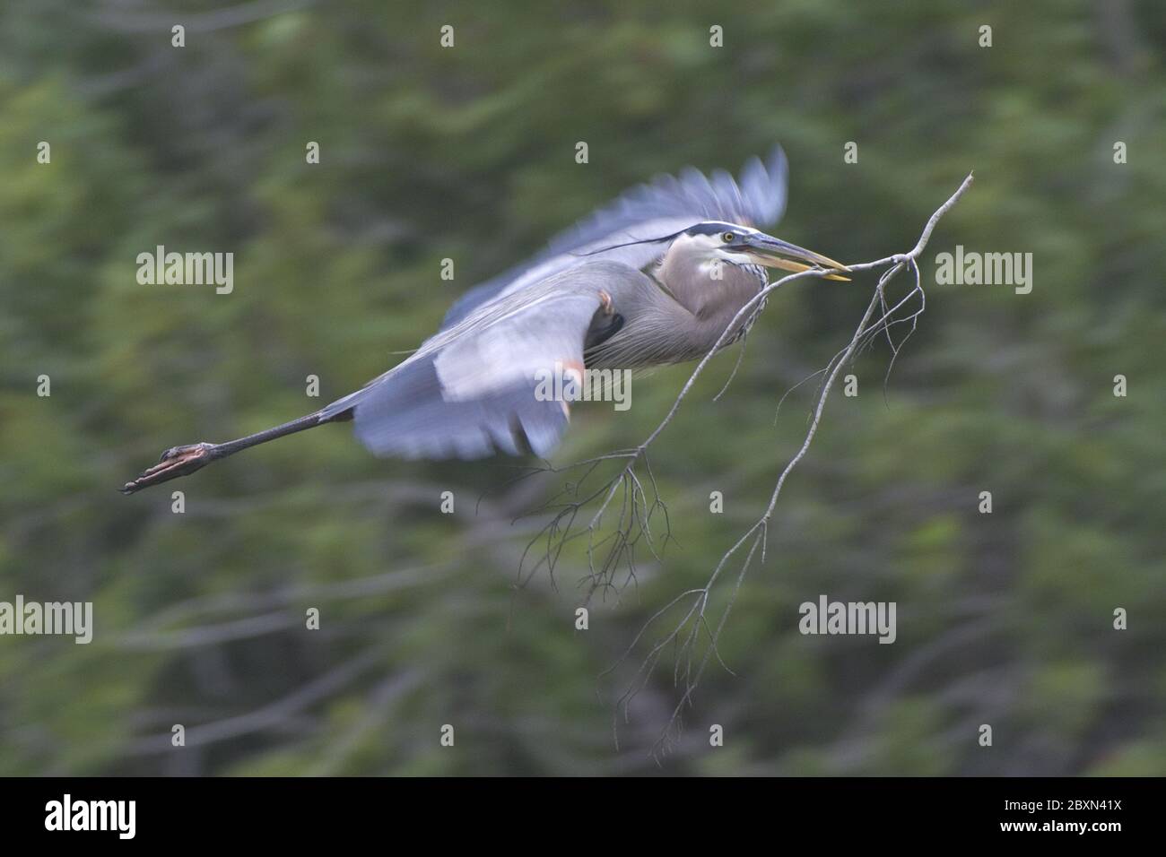 Blue crane hi-res stock photography and images - Alamy