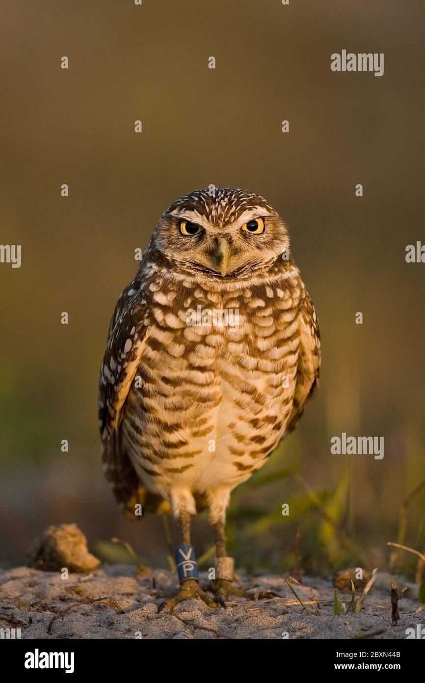 athene cunicularia, burrowing owl Stock Photo - Alamy
