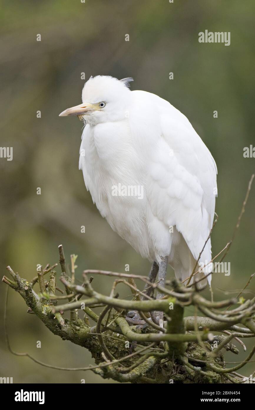 cattle egret, ardea Ibis Stock Photo - Alamy