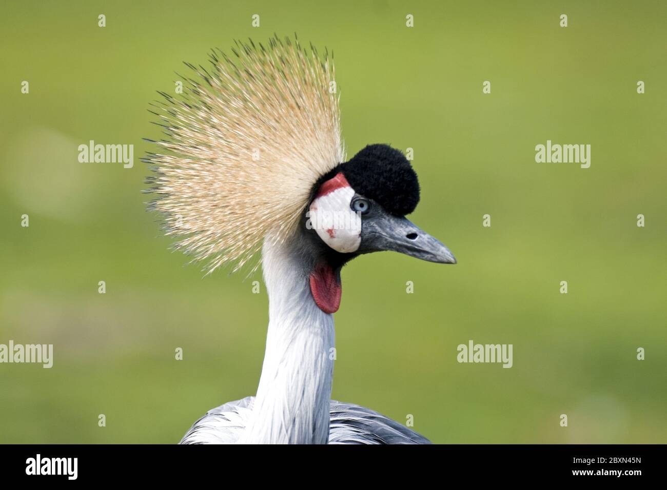 black crowned crane Stock Photo - Alamy