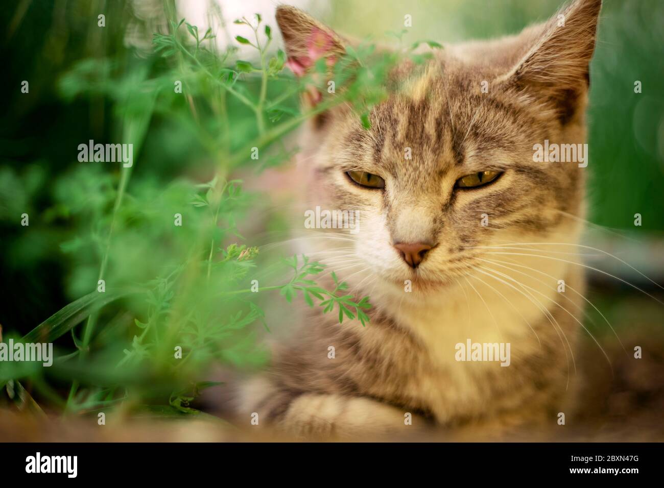 Lovely ash cat resting in the garden among the green grass and flowers ...