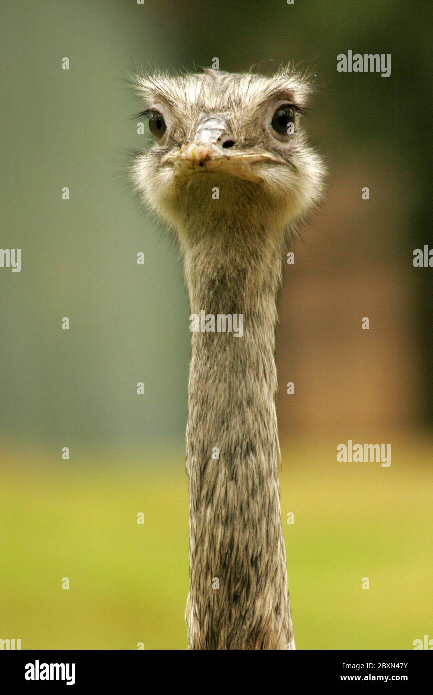 nandu, pampastrauss, rhea americana, american rhea, common rhea ...