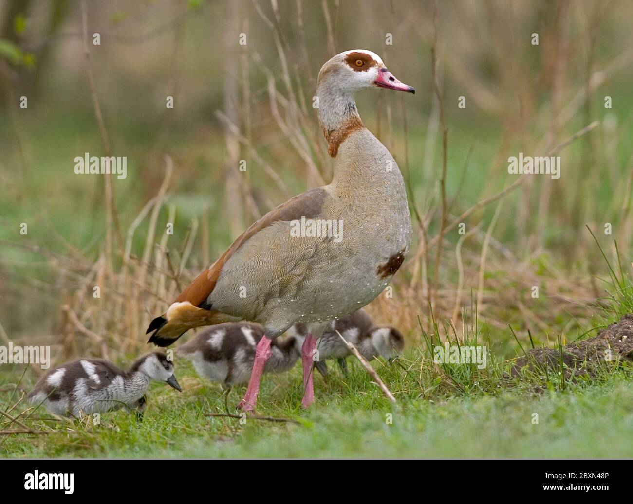 Egyptian Goose, alopochen aegyptiacus Stock Photo - Alamy