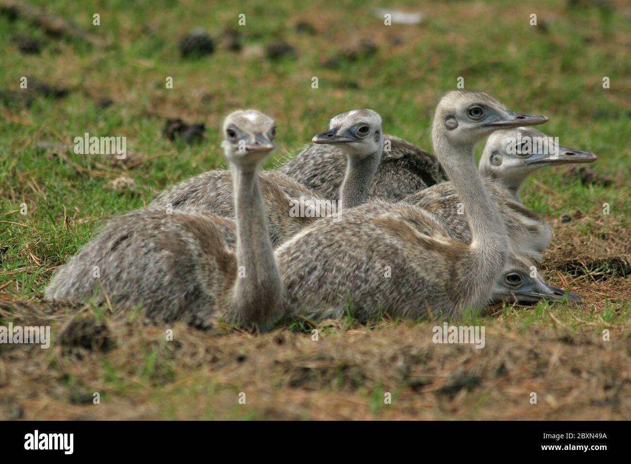 American rhea hi-res stock photography and images - Alamy