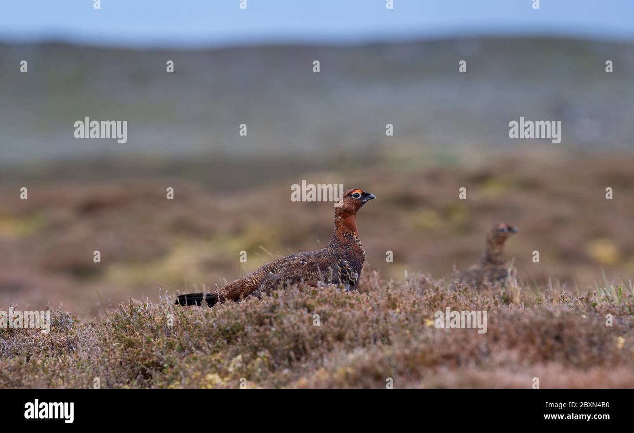 Red Grouse, Lagopus scotica, on heather moor looking after young chicks ...