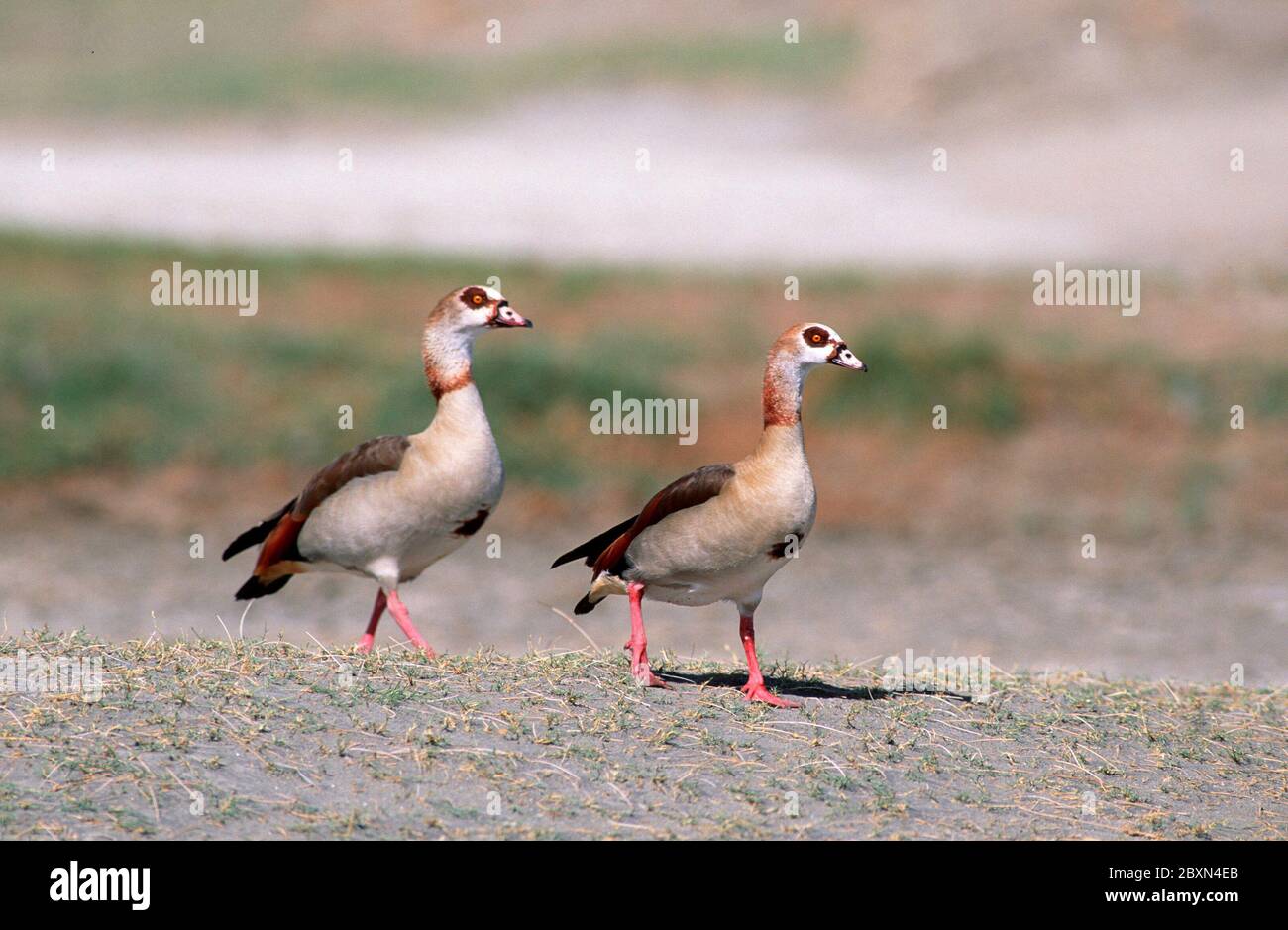 Egyptian Goose, alopochen aegyptiacus Stock Photo - Alamy