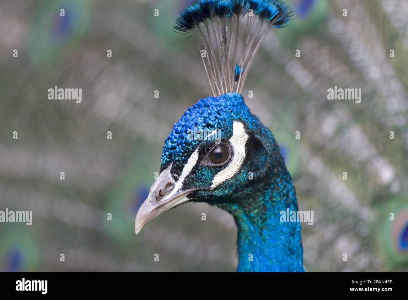 pavo cristatus, indian peafowl, blue peafowl, common peacock Stock ...