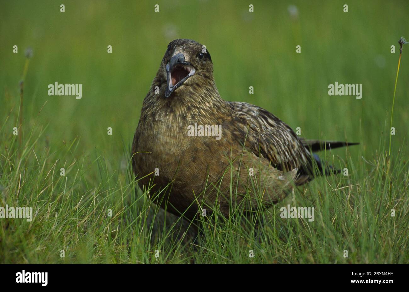 Stercorariidae stercorarius hi-res stock photography and images - Alamy