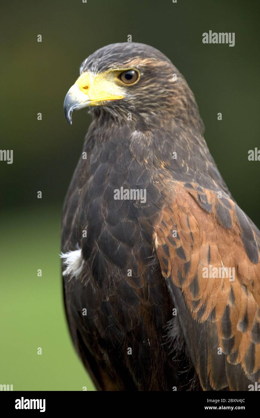 South american harriss hawk hi-res stock photography and images - Alamy