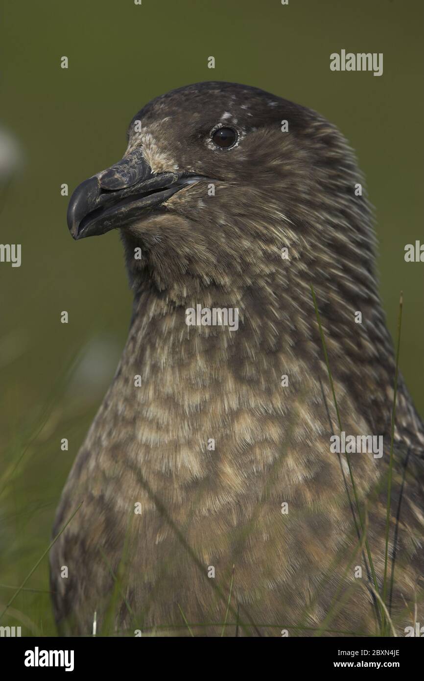 Stercorariidae hi-res stock photography and images - Alamy