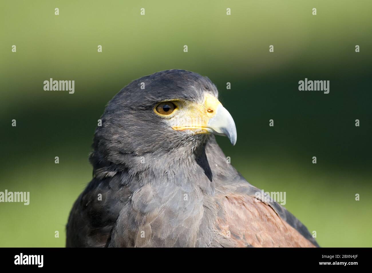 falco pelegrinoides, barbary falcon, Bay-winged Hawk, Harris' Hawk ...