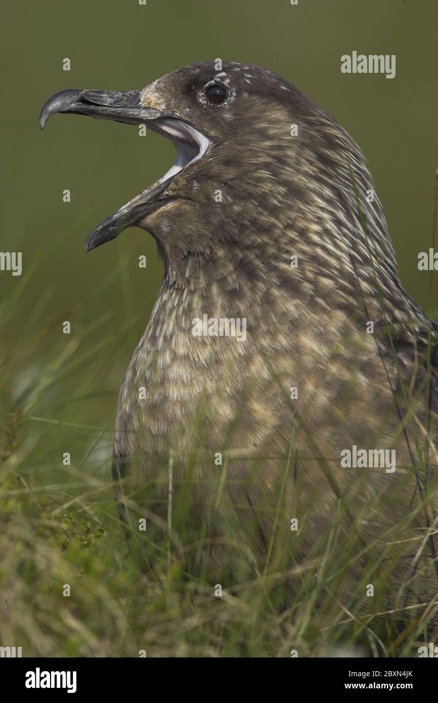 Stercorariidae hi-res stock photography and images - Alamy