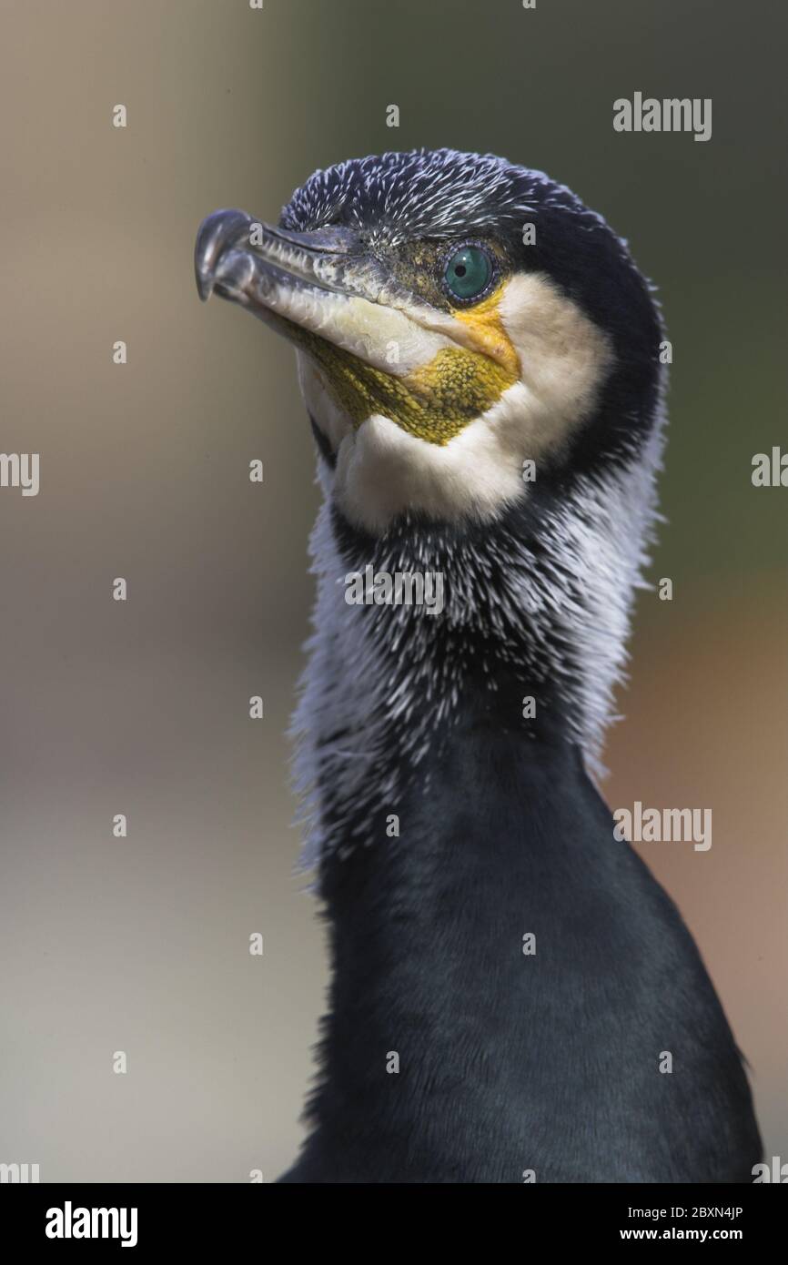 Phalacrocorax carbo, Great Cormorant Stock Photo - Alamy