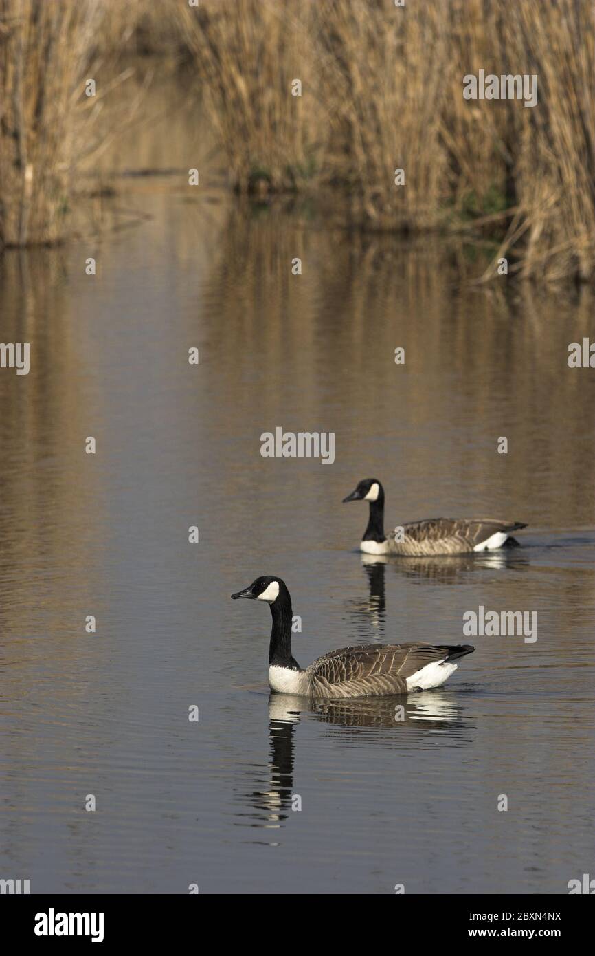 Brantas hi-res stock photography and images - Alamy