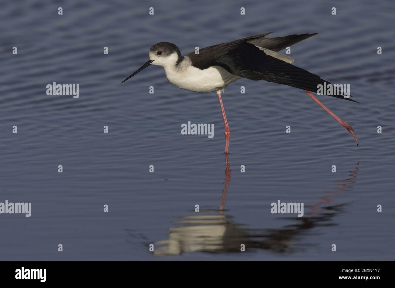 Himantopus himantopus, Black-winged Stilt, Europe Stock Photo - Alamy