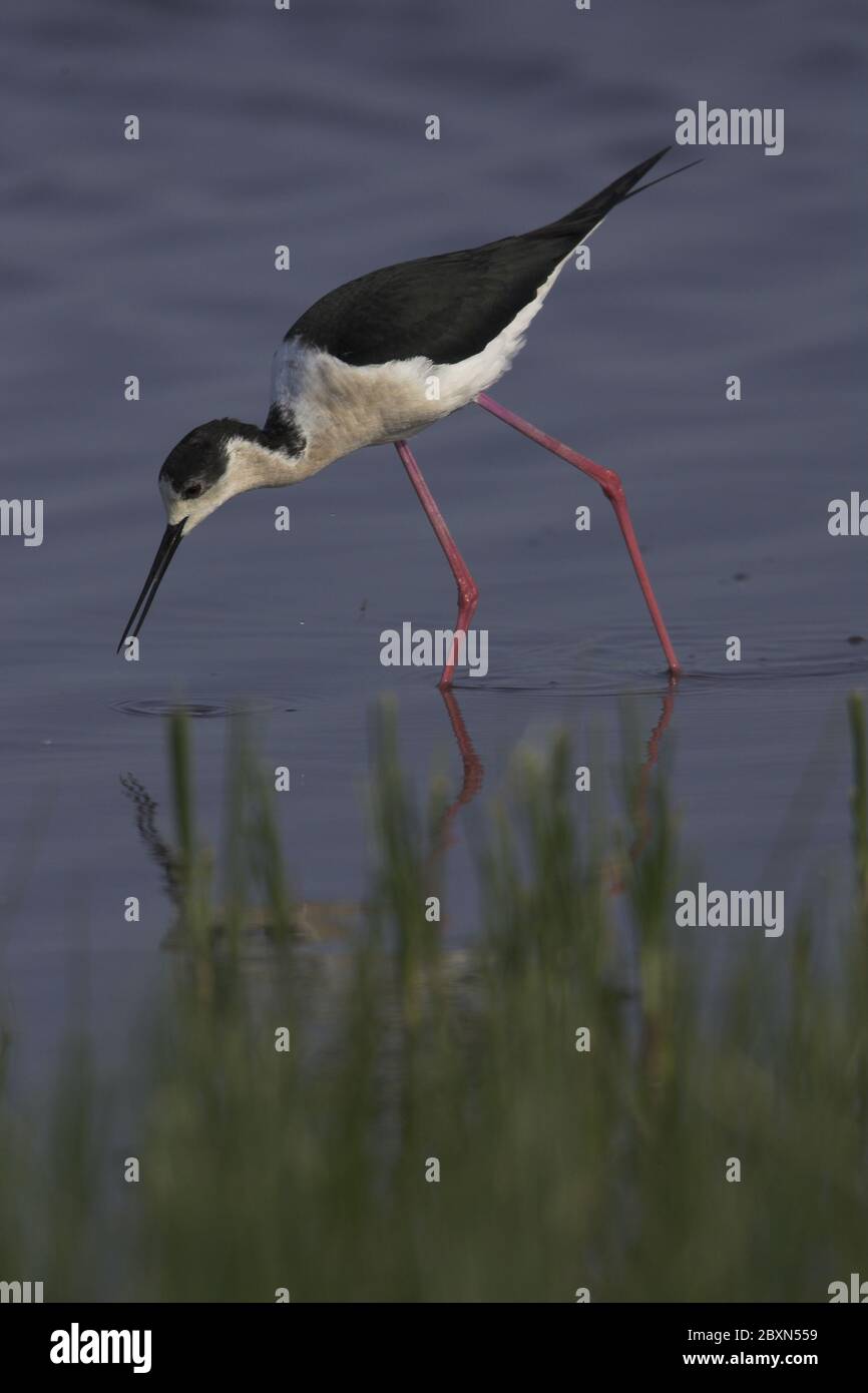 Himantopus himantopus, Black-winged Stilt, Europe Stock Photo - Alamy