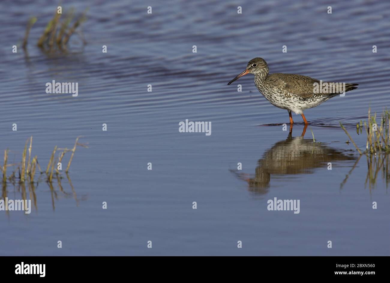 Tringa totanus charadriiformes hi-res stock photography and images - Alamy