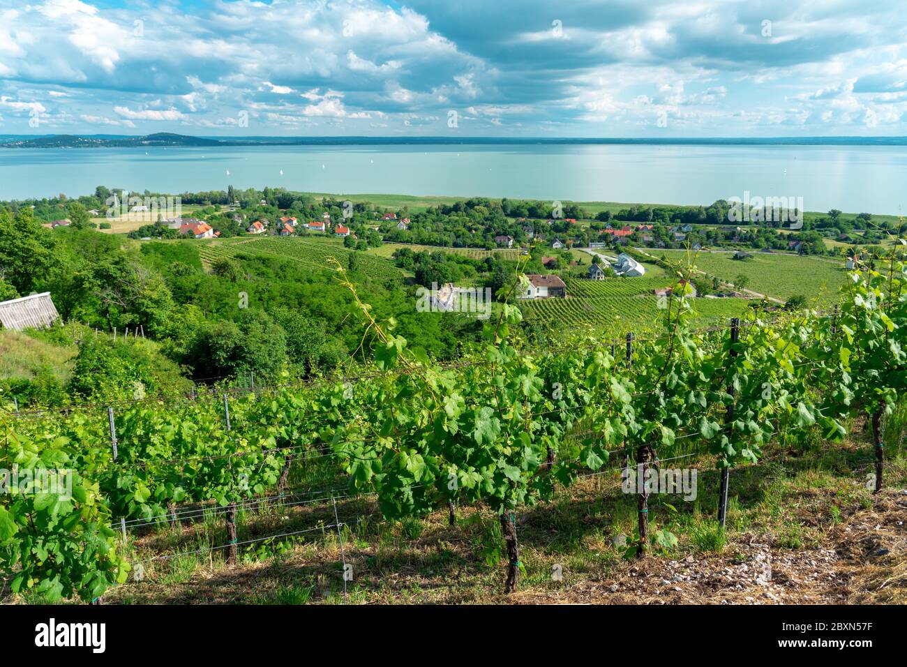 beautiful view of Lake Balaton with vineyards from the Badacsony hill ...